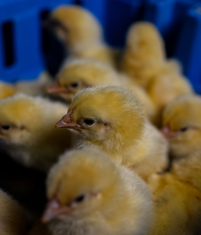 Perfect Poultry|Always Perfect | Processing with Perfection