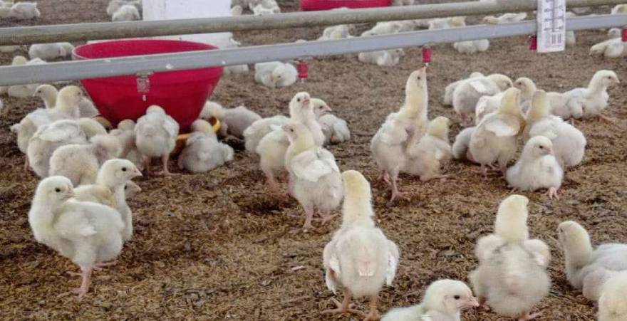 Our Units|Perfect Poultry