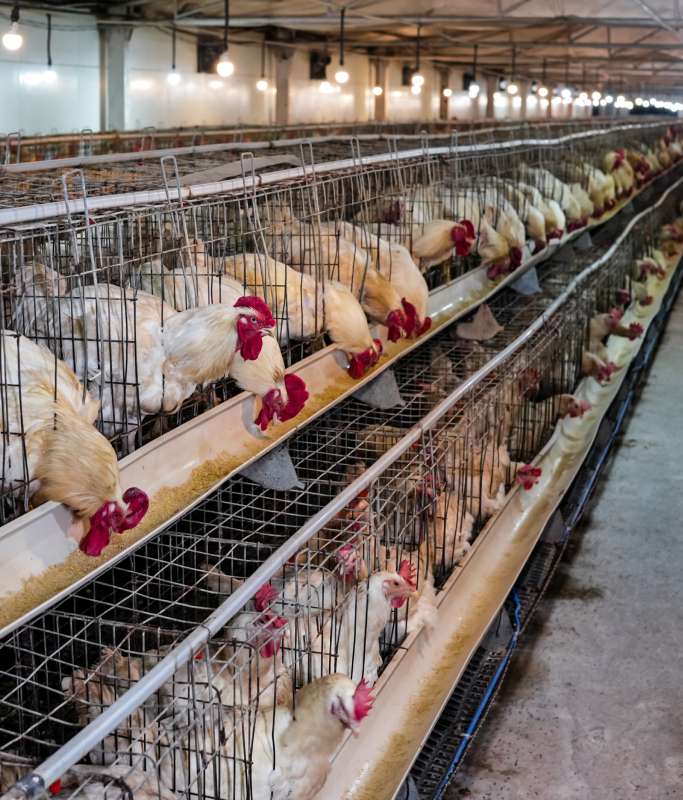 Perfect Poultry|Always Perfect | Processing with Perfection